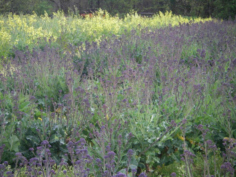 Spring Madness - Dancing Roots FarmDancing Roots Farm